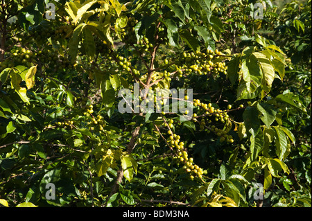 Coffee plantation, Mabara, near Butare, Rwanda Stock Photo - Alamy