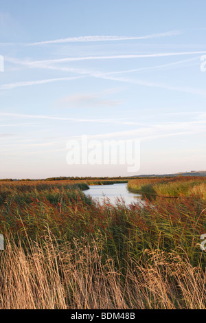 Wetland "reed beds", RSPB Otmoor Nature Reserve, Oxfordshire, England ...