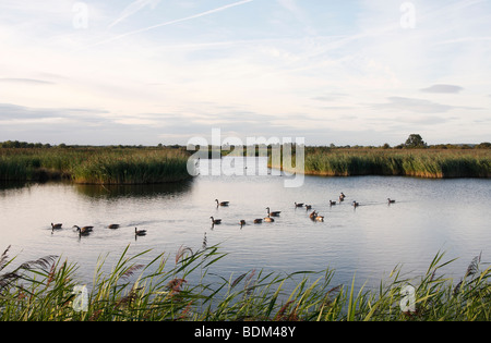 Wetland "reed beds", RSPB Otmoor Nature Reserve, Oxfordshire, England ...