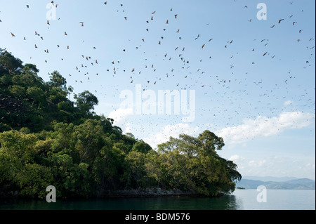An island and Lake Kivu, Africa with fruit bats flying over it Stock ...