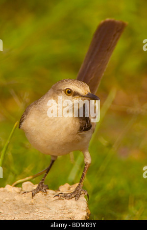 Northern Mockingbird Portrait Stock Photo - Alamy