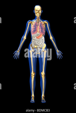 human anatomy illustration showing Stock Photo - Alamy