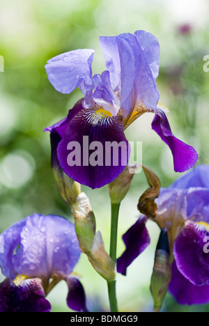 Purple German bearded irises, iris germanica, against a blue sky with ...