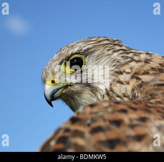 Common Kestrel, also known as European Kestrel, Eurasian Kestrel, Old ...