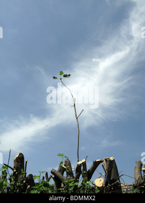 Last one standing. Deforestation Stock Photo - Alamy
