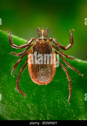 An adult female blacklegged tick (Ixodes scapularis), also known as a ...