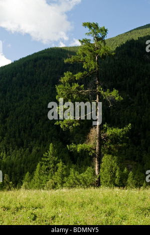 Cedar tree Siberian pine tree Altai Russia Stock Photo - Alamy