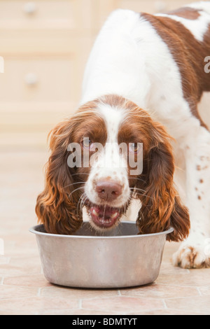 An English Springer Spaniel dog eating bread inside Stock Photo - Alamy