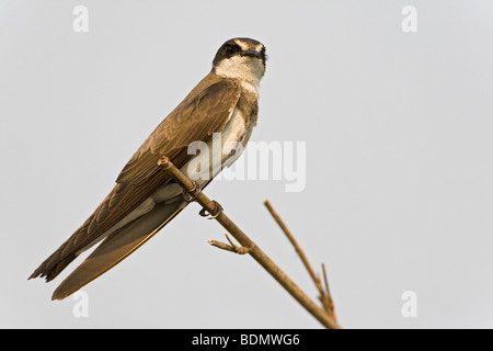 White-throated Swallow (Hirundo albigularis) perched on pole at a dam ...