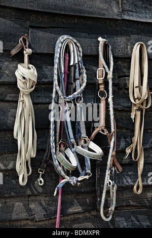 Hanging Leather Equestrian Horse Reins with Black Riding Hat Stock ...