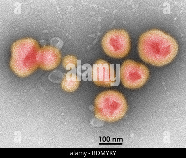 Arenavirus particles. Transmission electron micrograph (TEM) of a ...