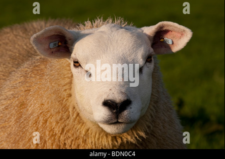 Close up of Texel tup lamb. Cumbria Stock Photo - Alamy