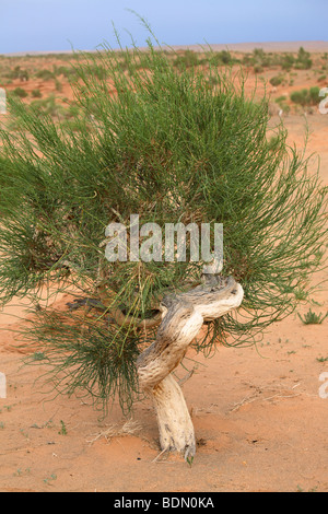 Saxaul, Sacsaoul or Saksaul (Haloxylon ammodendron) bush, Kisil Kum ...