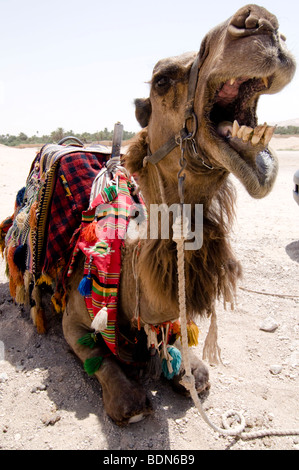 A camel shows its teeth while bellowing at tourists near the ruins at ...