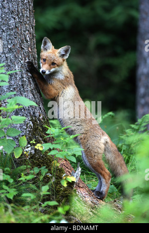 A red fox standing on hind legs, reaching up to retrieve prey from a ...