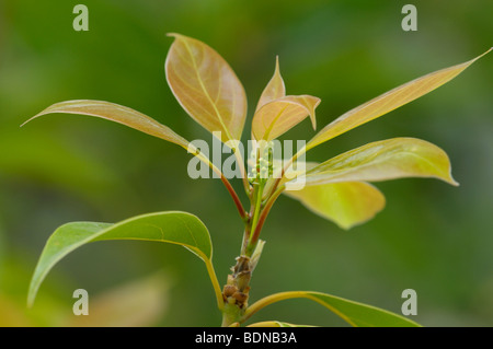 Camphor Tree (Cinnamomum camphora), twig with leaves, studio picture ...