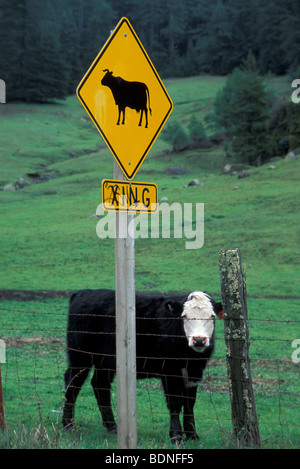 Cattle crossing road sign on the ground, european traffic signage Stock ...