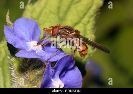 Black rimmed snout hover fly Rhingia campestris Syrphidae on purple ...