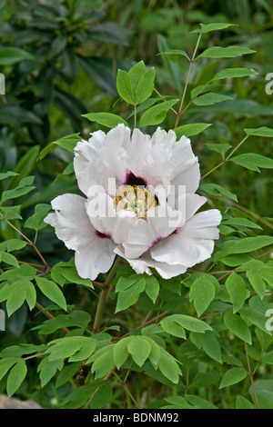 A closeup shot of a white Chinese peony flower in a green garden Stock ...