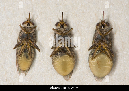 female Savannah Tsetse fly (Glossina morsitans morsitans) giving birth ...