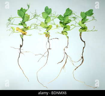 A fungal root disease of peas pea foot rot Aphanomyces euteiches ...