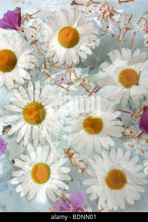 A Floral Montage Stock Photo - Alamy