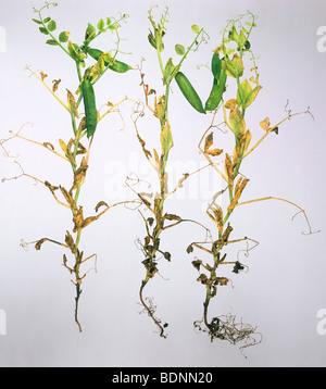 Close up of damaged pea root caused by stubby root nematode Trichodorus ...