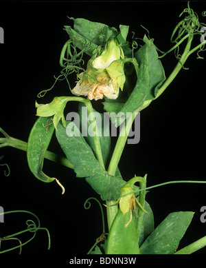 PSbMV (pea seedborne mosaic virus) virus damage to peas in the pod ...