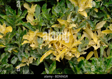 Powdery mildew (Oidium euonymi-japonici) infection on a Euonymus ...