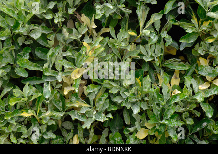 Powdery mildew (Oidium euonymi-japonici) infection on a Euonymus ...