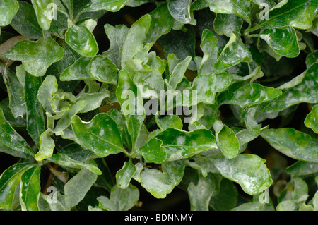 Powdery mildew (Oidium euonymi-japonici) infection on a Euonymus ...
