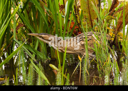 A rare Bittern (Botaurus stellaris) hunting for fish in a reed bed ...