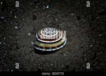 perspective sundial shell (Architectonica perspectiva) from Bohol ...