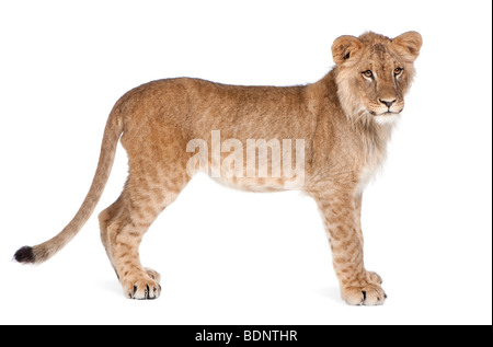 Side view of a Lion cub standing, looking away, 7 weeks old, isolated ...