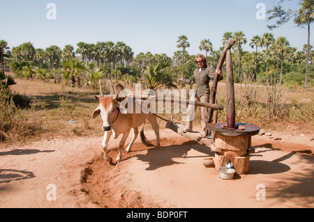Grinding peanuts into peanut oil by ox, Bagan, Central Myanmar, Myanmar ...