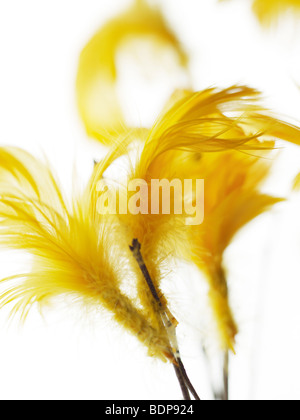 Twigs with coloured feathers Sweden Stock Photo - Alamy