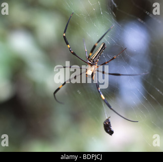Okinawan orb spider Stock Photo - Alamy