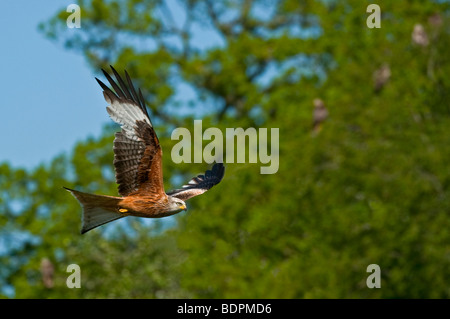 Red Kite Flying Stock Photo - Alamy