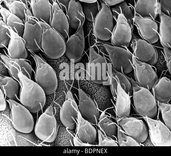 This scanning electron micrograph (SEM) shows the surface topography of ...