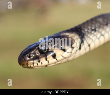 Grass snake, close up, 2009 Stock Photo - Alamy