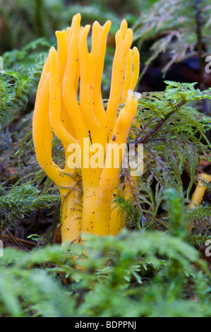 Yellow Stag's Horn fungus in the New Forest. Always a indicator of a ...