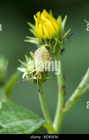Bug Nymph on a Leaf Stock Photo - Alamy