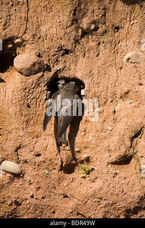 Sand martin Riparia riparia, adult flying with insects in beak, Suffolk ...
