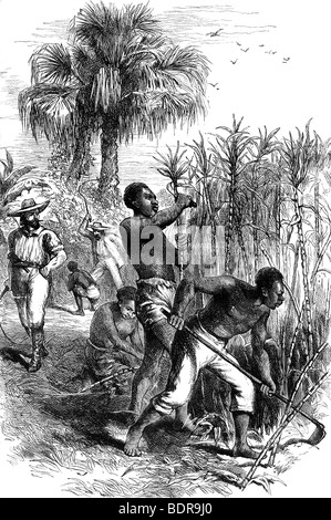 slavery, slaves at work on a field in Brazil, wood engraving, 2nd half ...