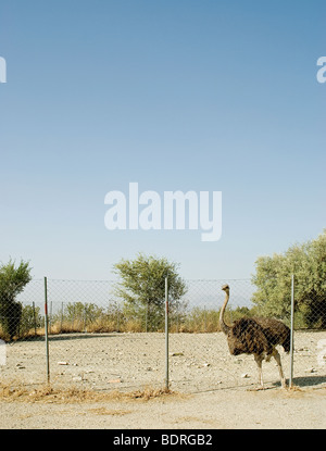 Emu Behind Fence Stock Photo - Alamy
