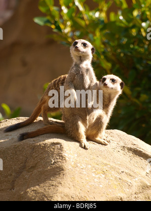 Two Meerkats (Suricata suricatta) sitting on the ground, captive ...