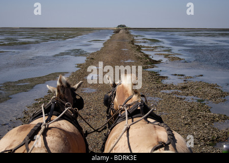 kutschfahrt durchs watt auf der hallig suedfall, pellworm, schleswig ...