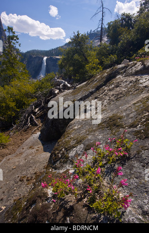 Spring wildflowers in Yosemite Valley Stock Photo - Alamy