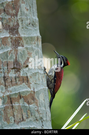 A Crimson-backed (Flameback) woodpecker, Sri Lanka Stock Photo - Alamy