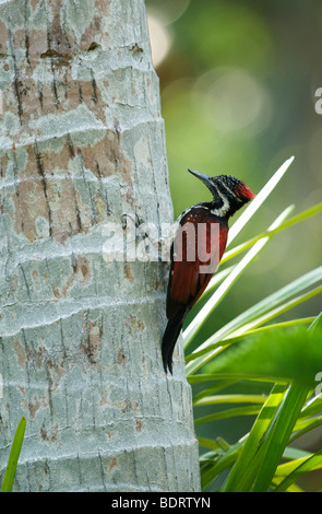 A Crimson-backed (Flameback) woodpecker, Sri Lanka Stock Photo - Alamy